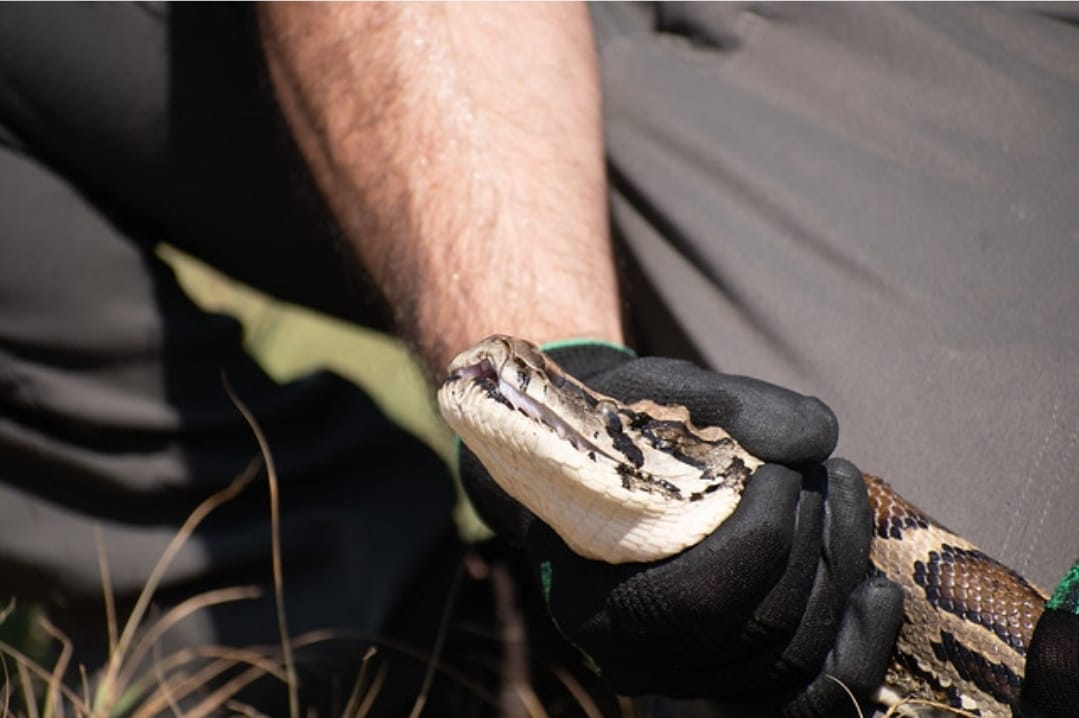 Florida Python Challenge registration open - Inside Lake