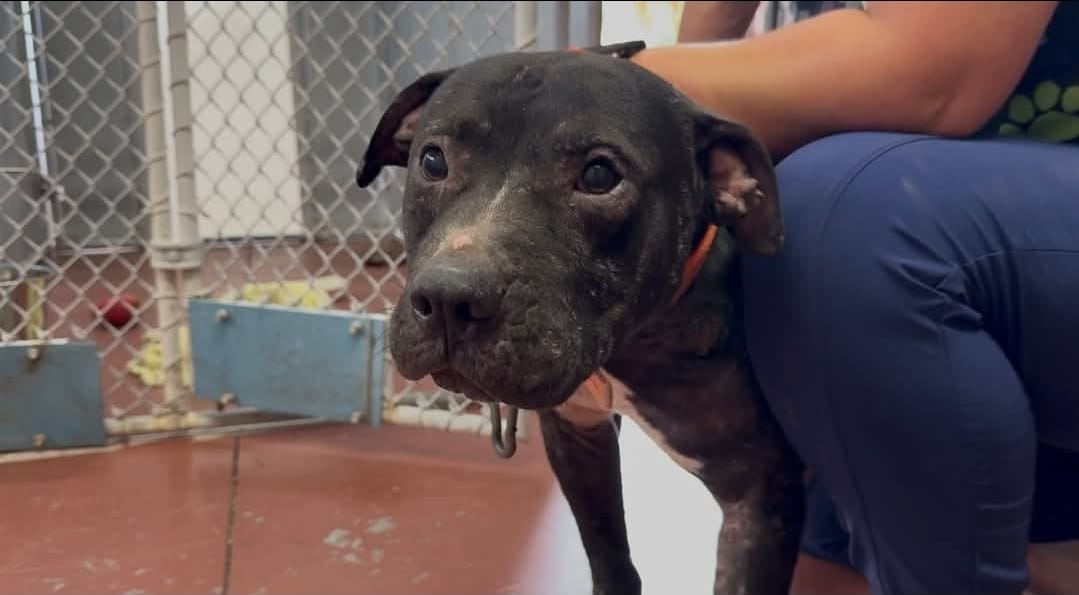 Suspected dog fighter loses ownership of dogs after court ruling ...
